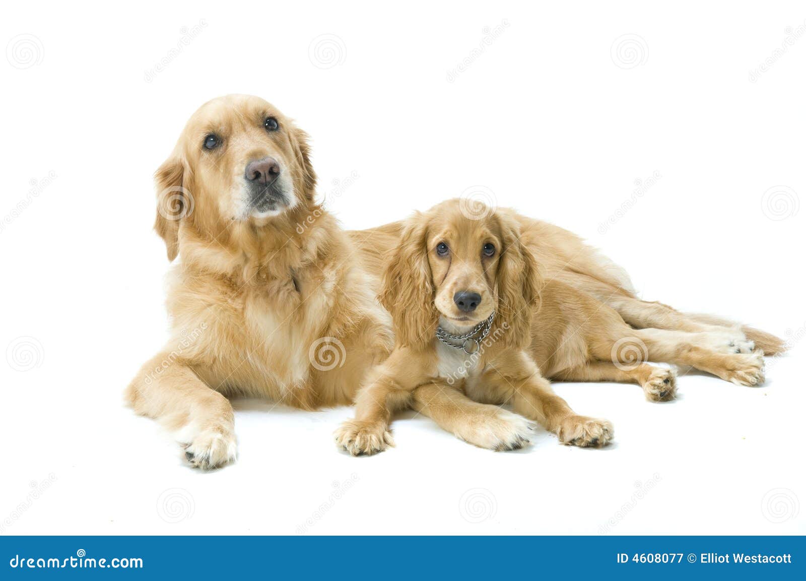 Golden Retriever And Cocker Spaniel Together Picture. Image: 4608077