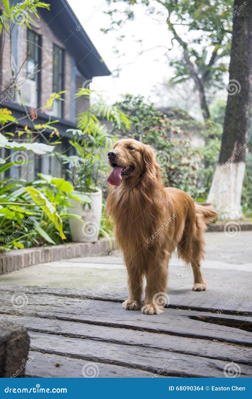 Golden retriever stock photo. Image of lovely, mammal - 68090364
