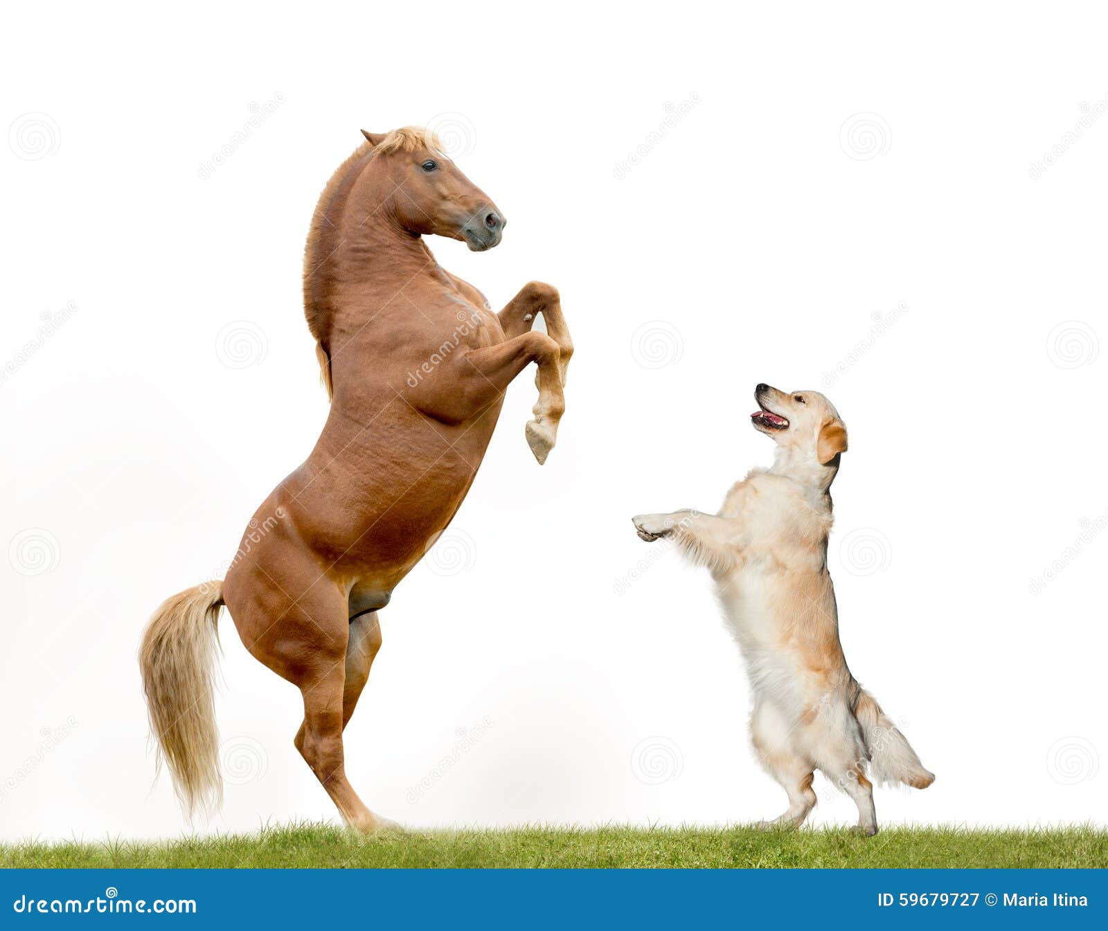 Golden Retriever Dancing with Horse Stock Image - Image of fluffy ...
