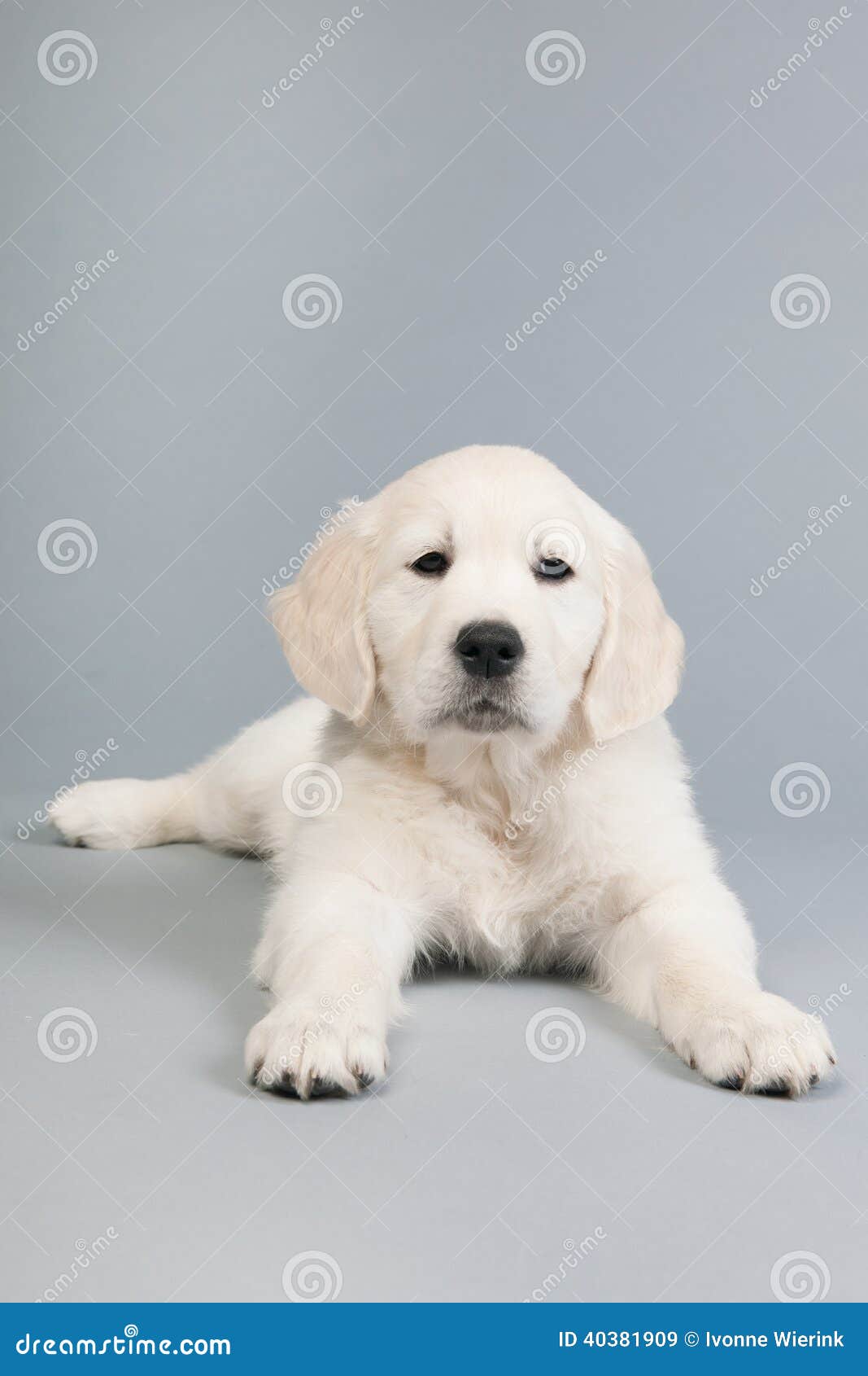 Golden Retriever Del Perrito Imagen de archivo - Imagen de perrito ...