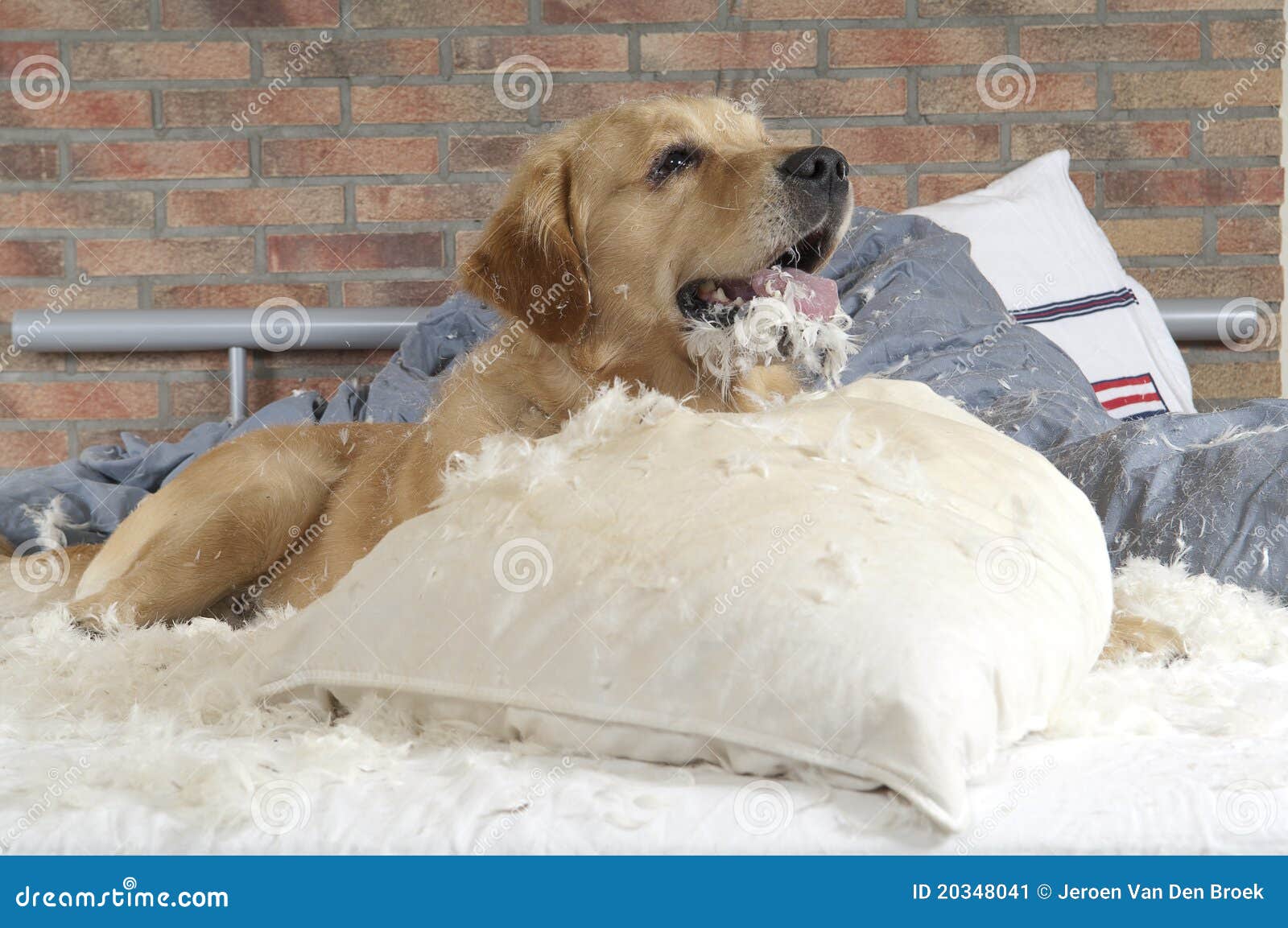 Golden Retriever Demolishes a Pillow Stock Image - Image of canine ...