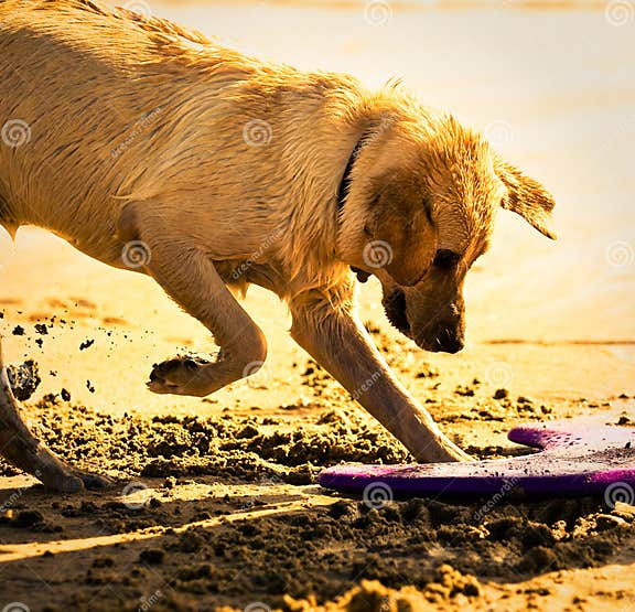 Golden Retriever Digging in Sand Stock Photo - Image of hairy, contrast ...