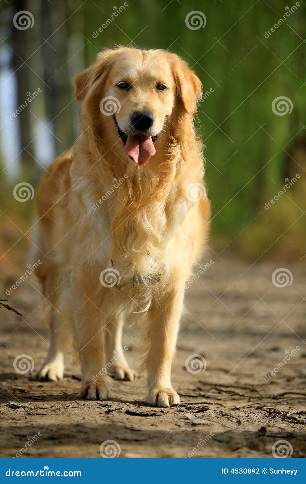Golden retriever dog stock photo. Image of companion, animal - 4530892