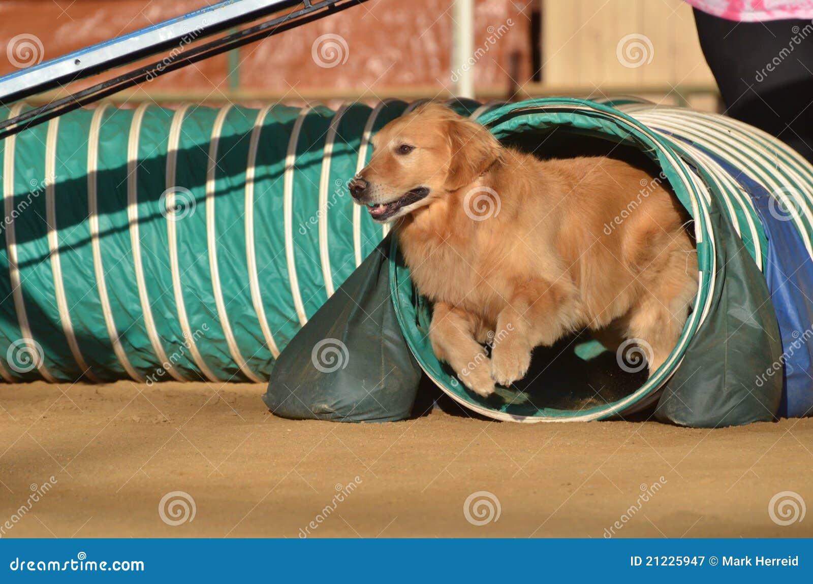 Golden Retriever at a Dog Agility Trial Editorial Photography - Image ...