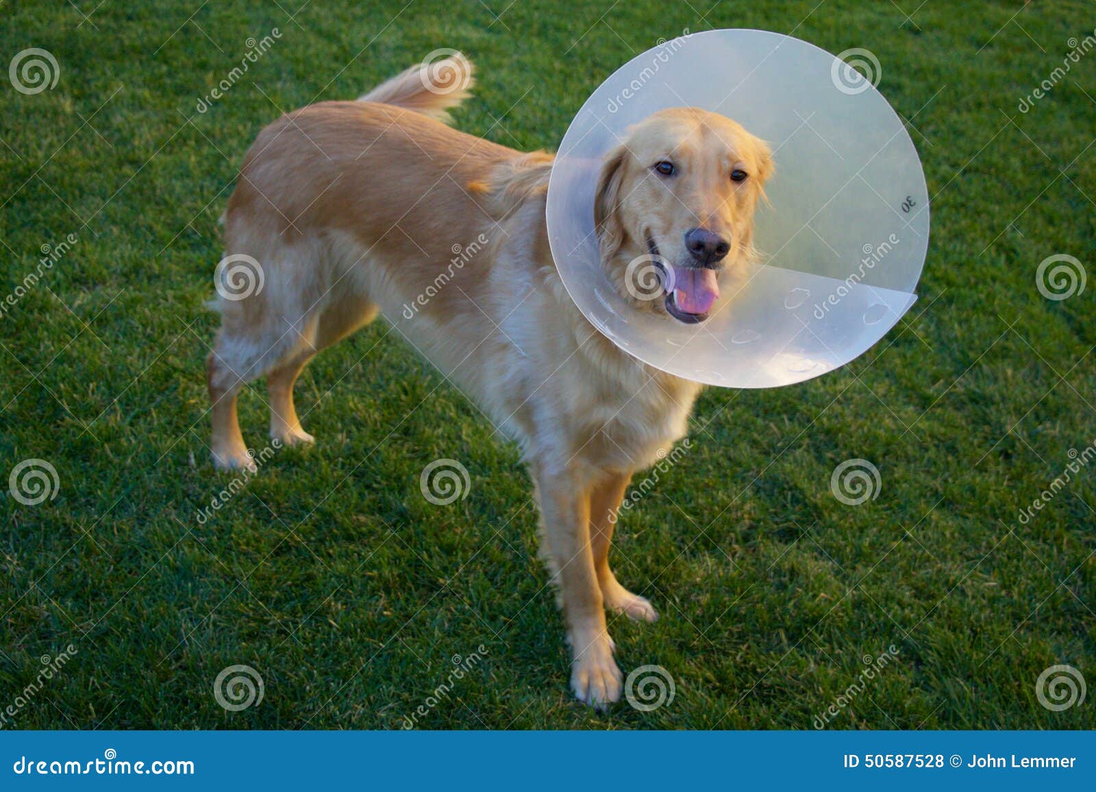 Golden Retriever Dog with Cone Stock Photo - Image of breed, grass ...