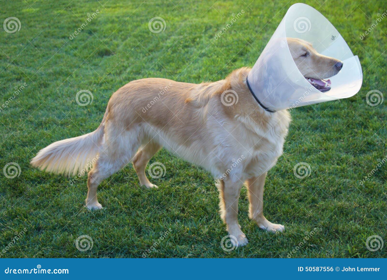 Golden Retriever Dog with Cone Stock Photo - Image of blond, domestic ...