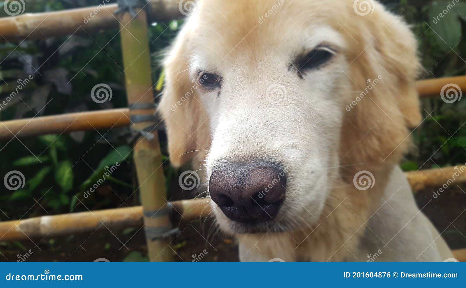 Golden Retriever Dog face stock photo. Image of mammal - 201604876