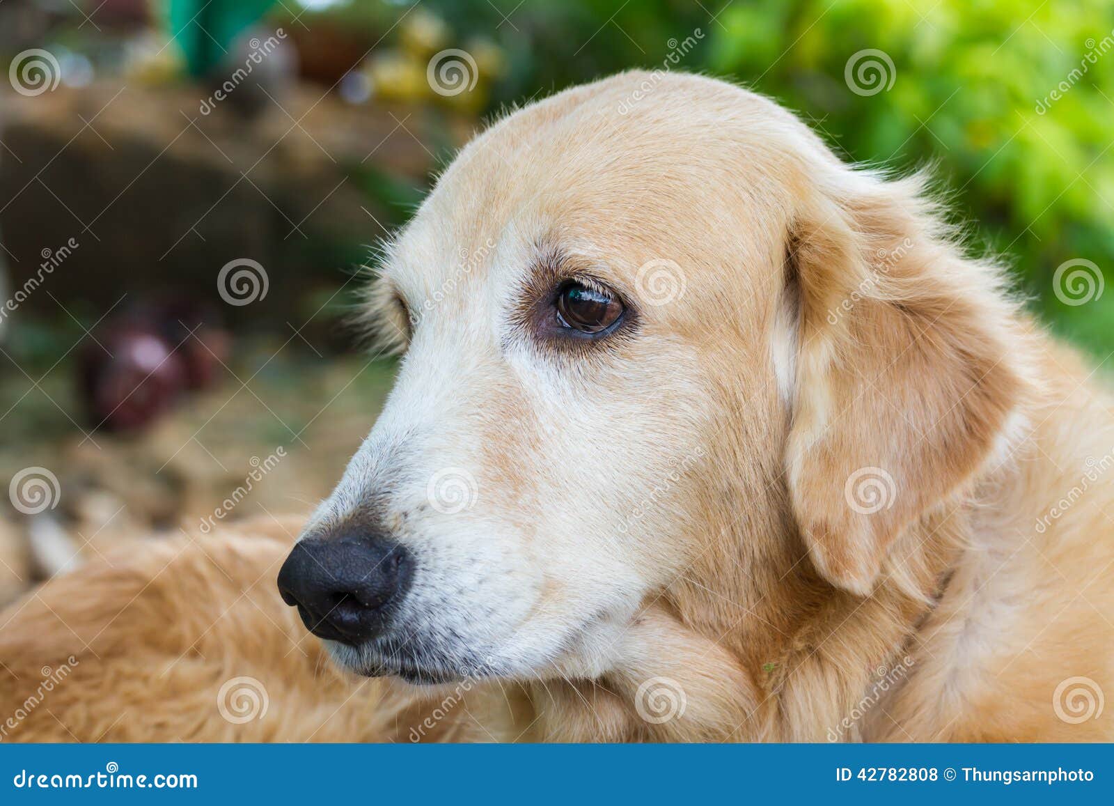 Golden Retriever dog stock photo. Image of hunting, head - 42782808