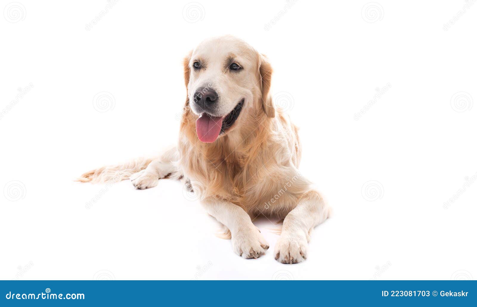 Golden Retriever Dog Looking Forward Stock Image - Image of friend ...