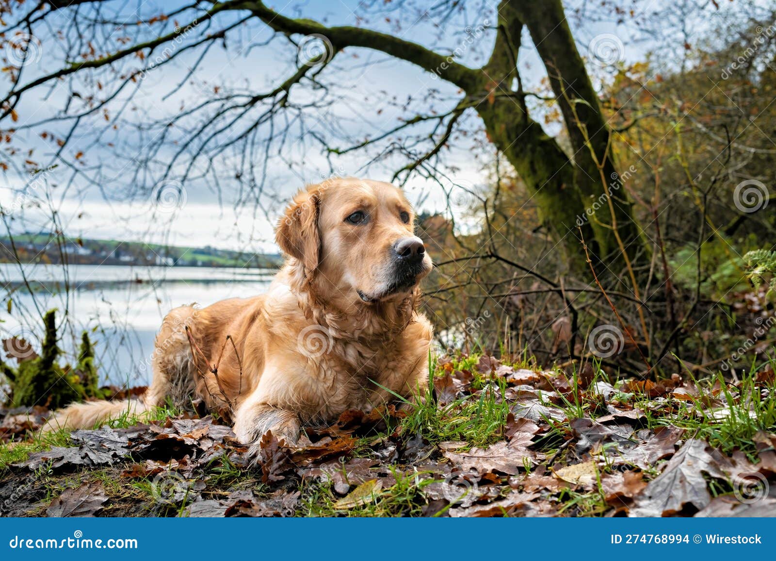 Golden Retriever Dog in an Outdoor Setting Stock Photo - Image of ...