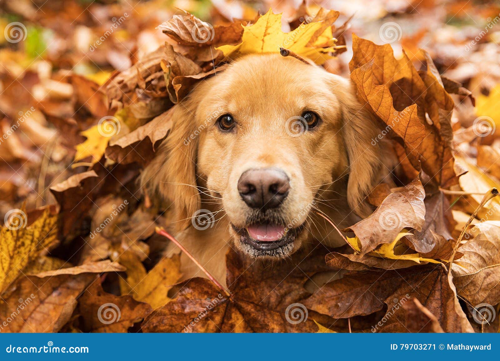 Golden Retriever Dog in a Pile of Fall Leaves Stock Image - Image of ...