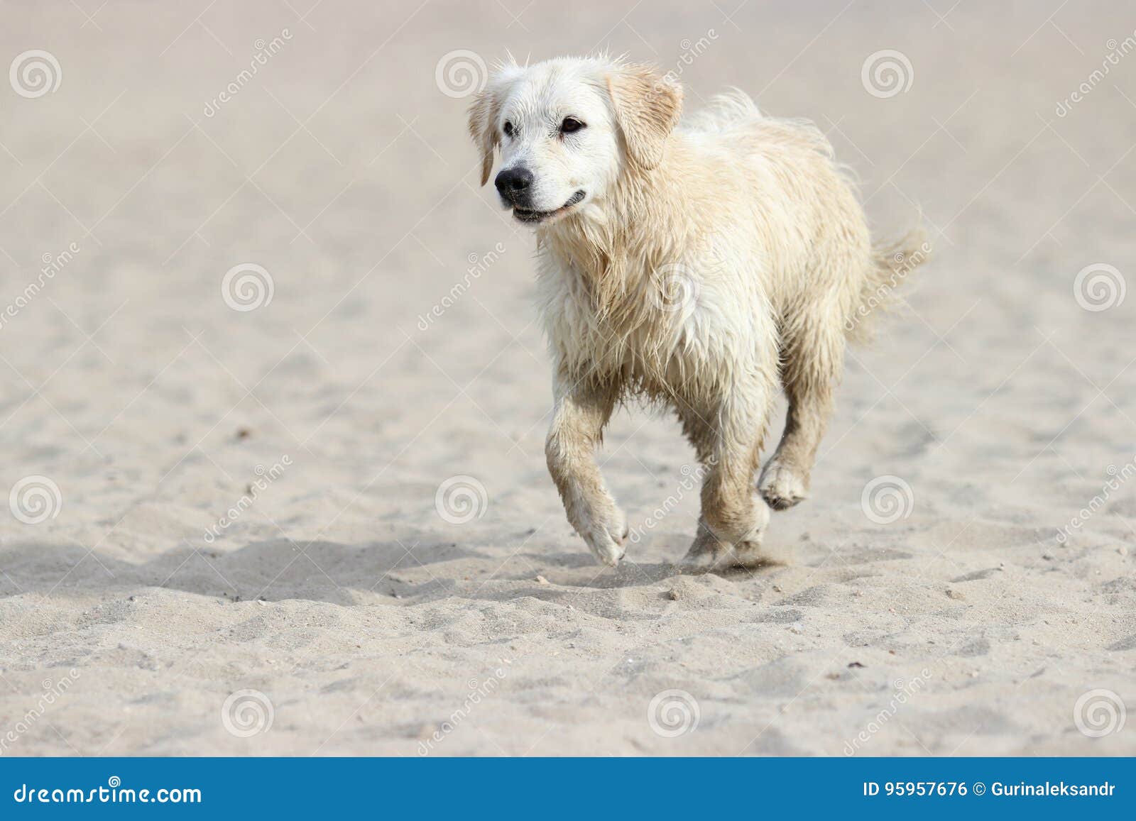 Golden Retriever Dog Running Stock Photo - Image of beautiful, active ...