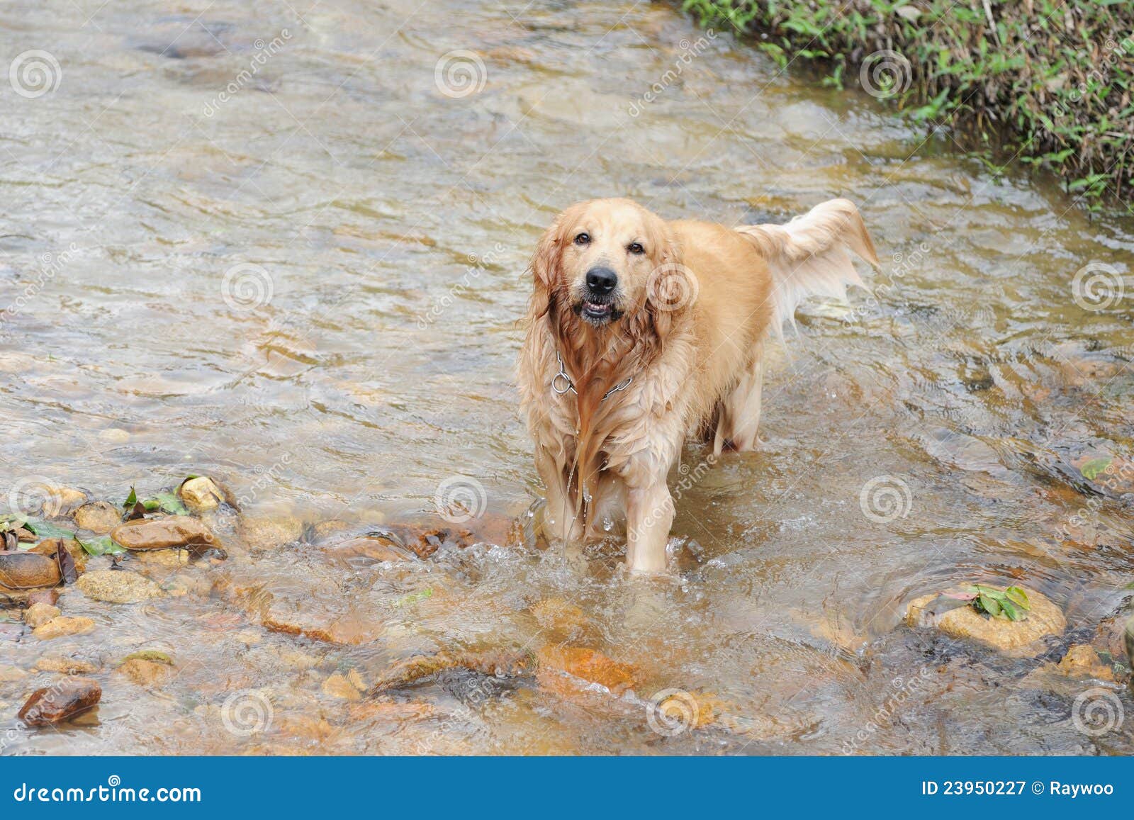 Golden Retriever Dog in Stream Stock Image - Image of puppy, golden ...