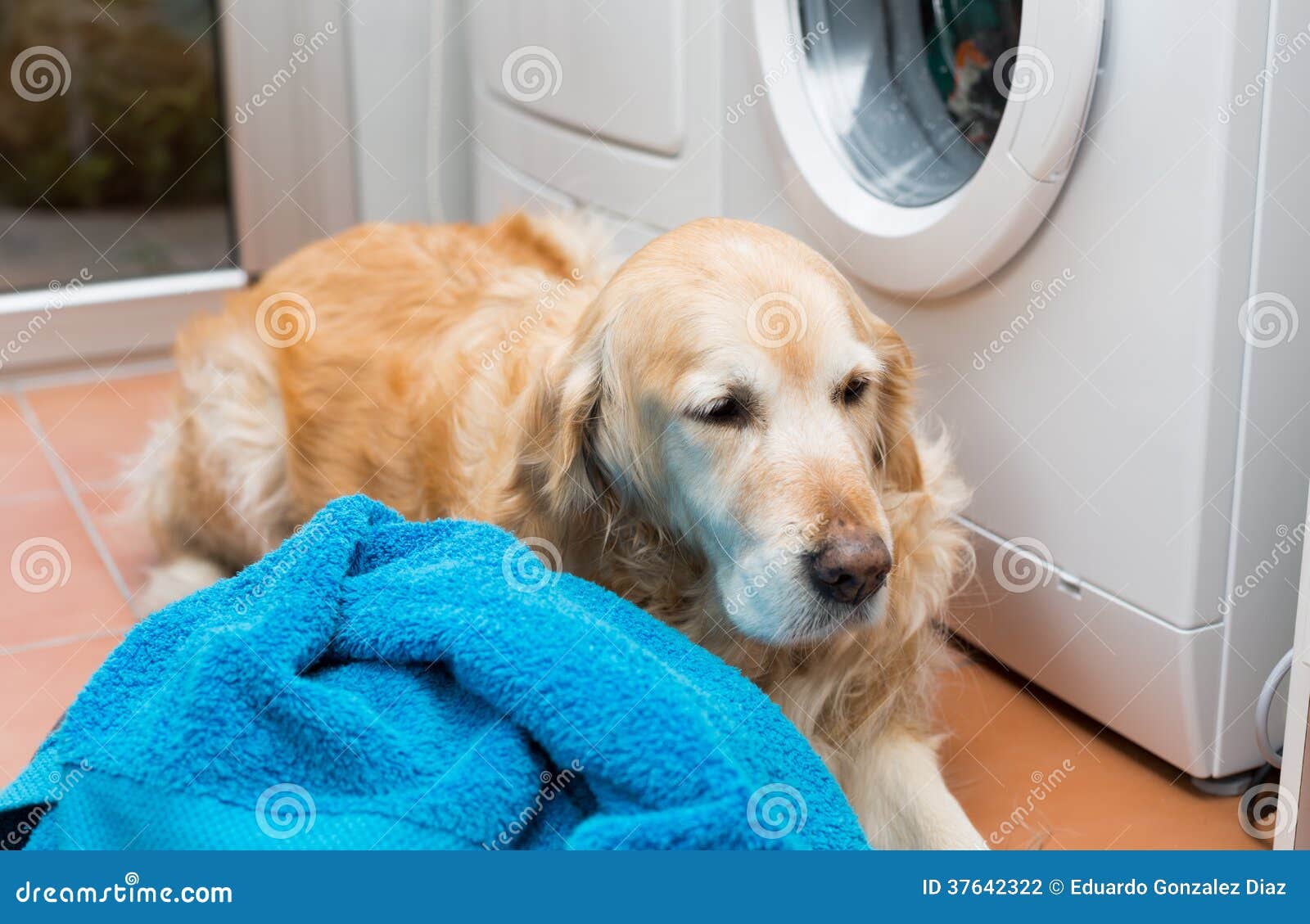 Golden Retriever Doing Laundry Stock Photo - Image of machine, breed ...