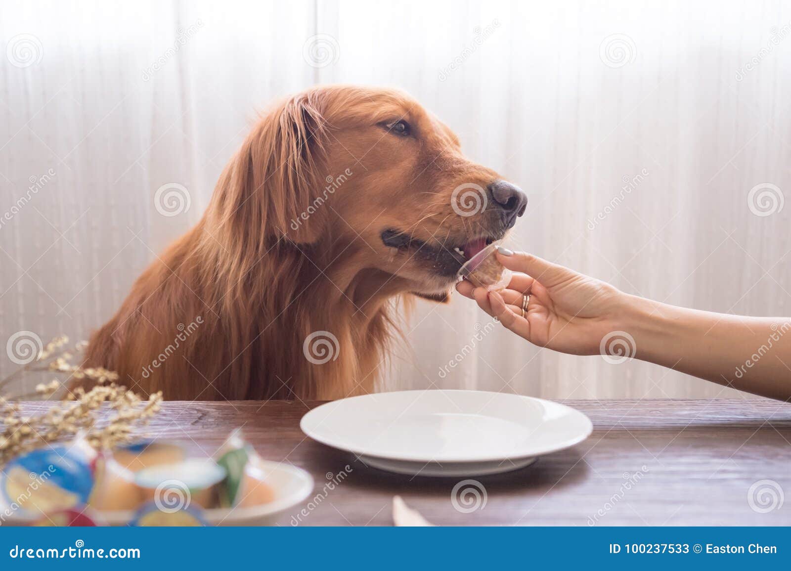 Golden Retriever eating stock image. Image of animal - 100237533