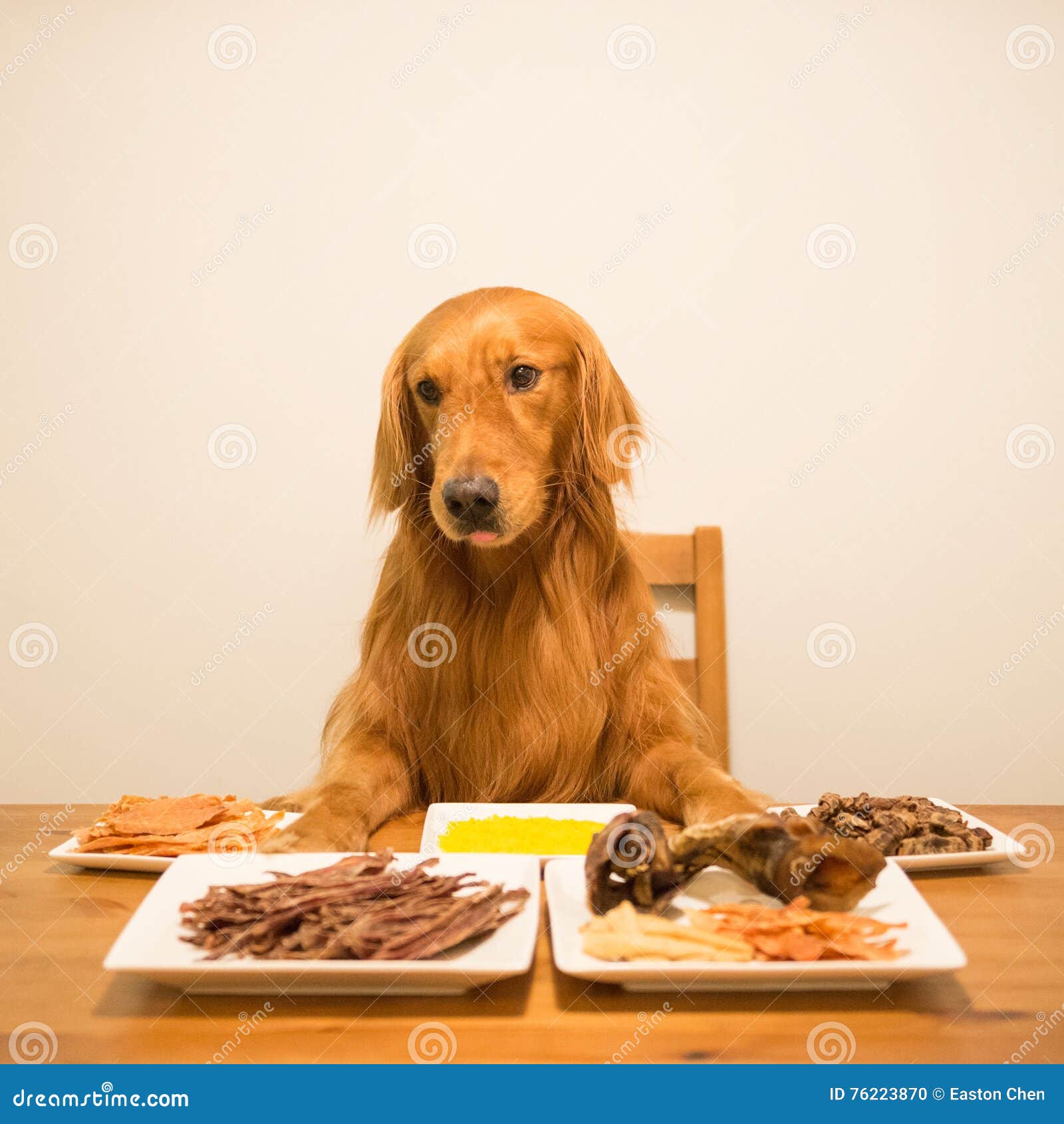 Golden Retriever Eating at the Table Stock Photo - Image of interesting ...