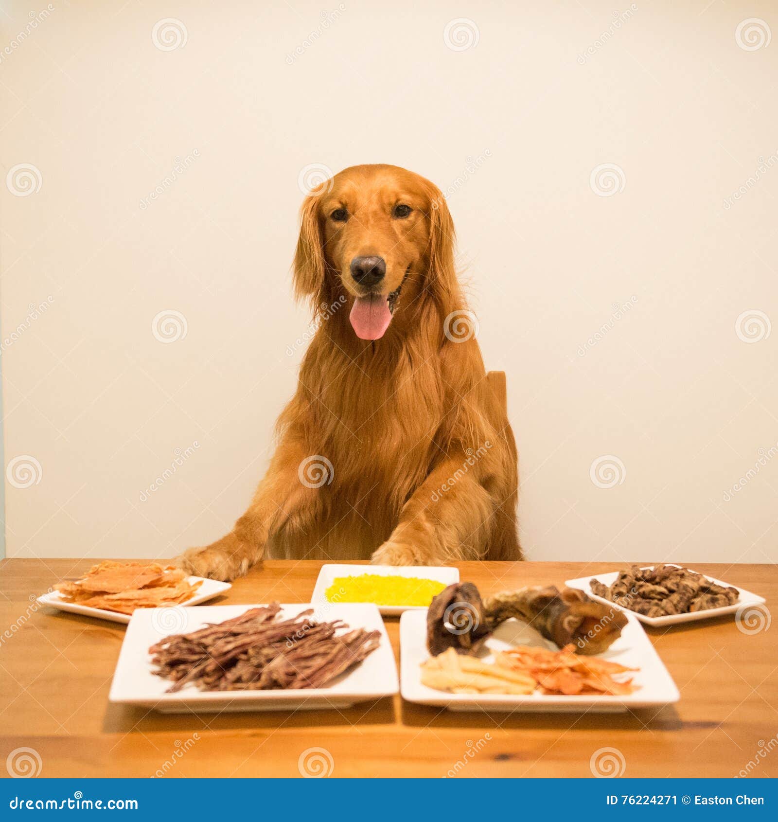 Golden Retriever Eating at the Table Stock Image - Image of shooting ...