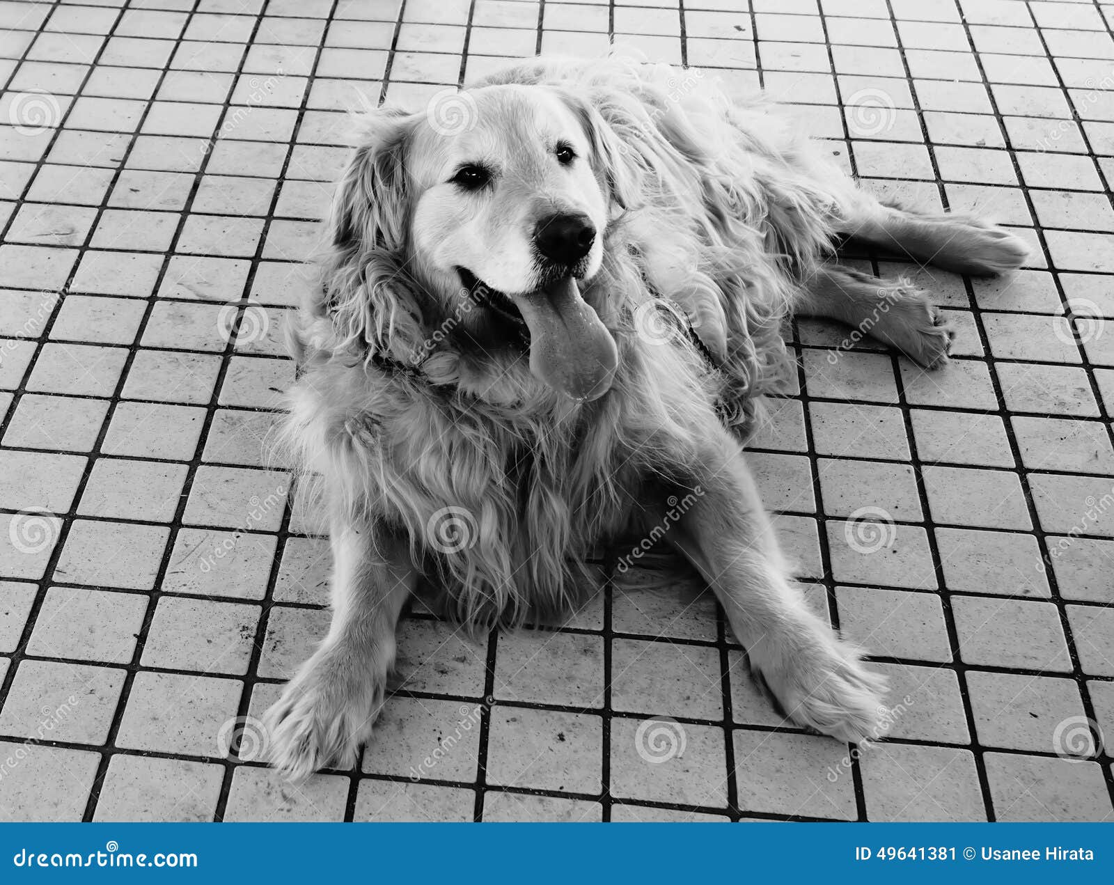 Golden Retriever Em Preto E Branco Imagem de Stock - Imagem de canino ...