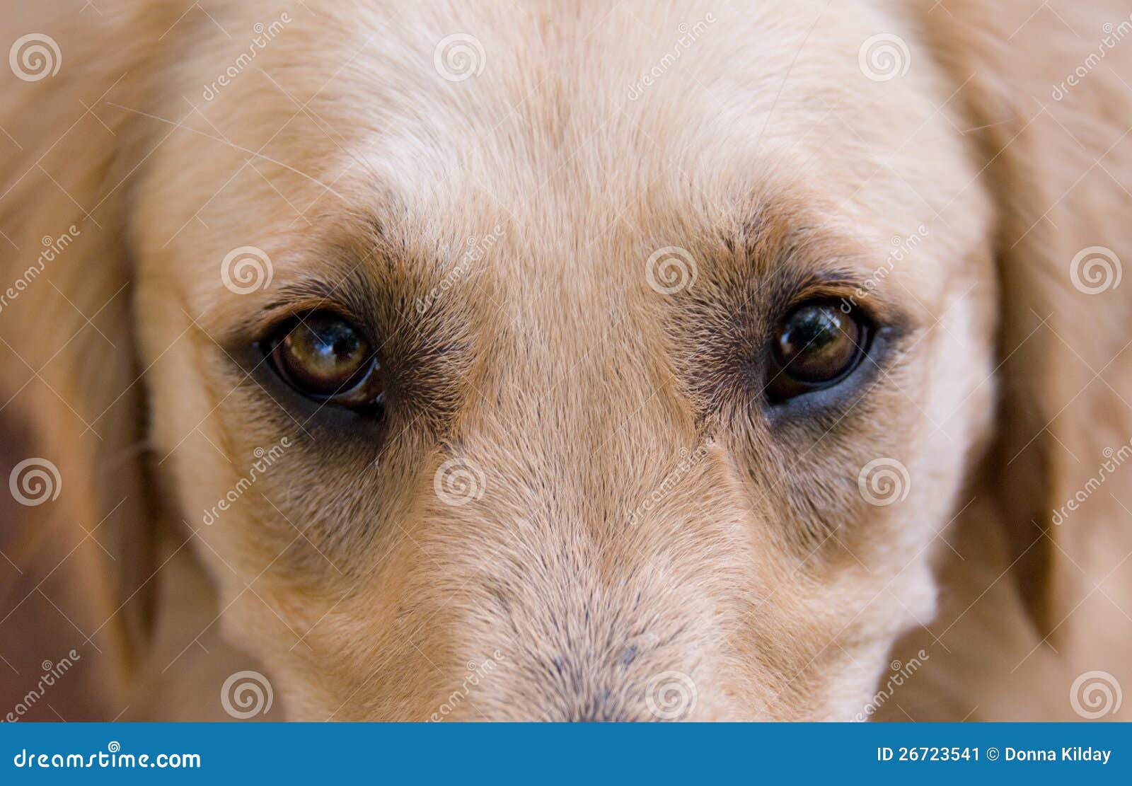 Golden Retriever face stock image. Image of golden, face - 26723541