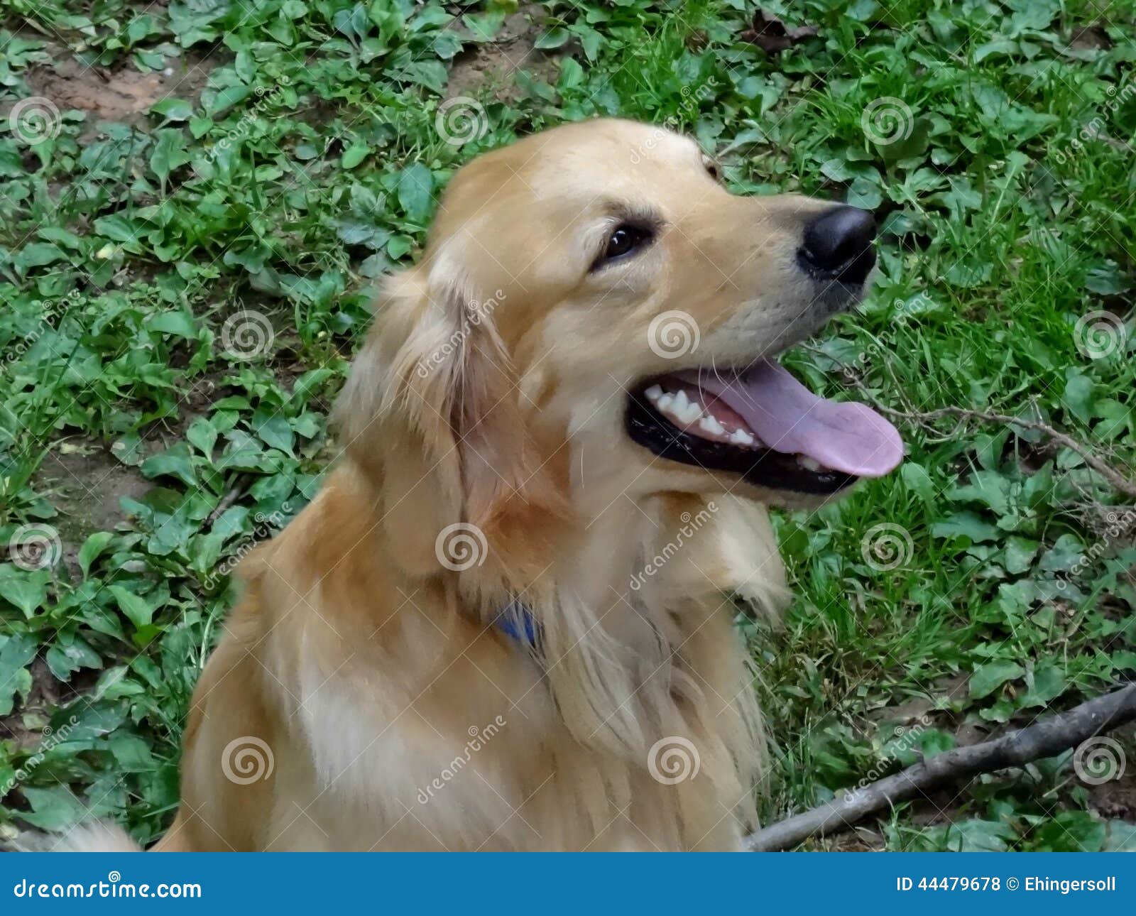 Golden Retriever Face Profile Stock Photo - Image of face, smiling ...