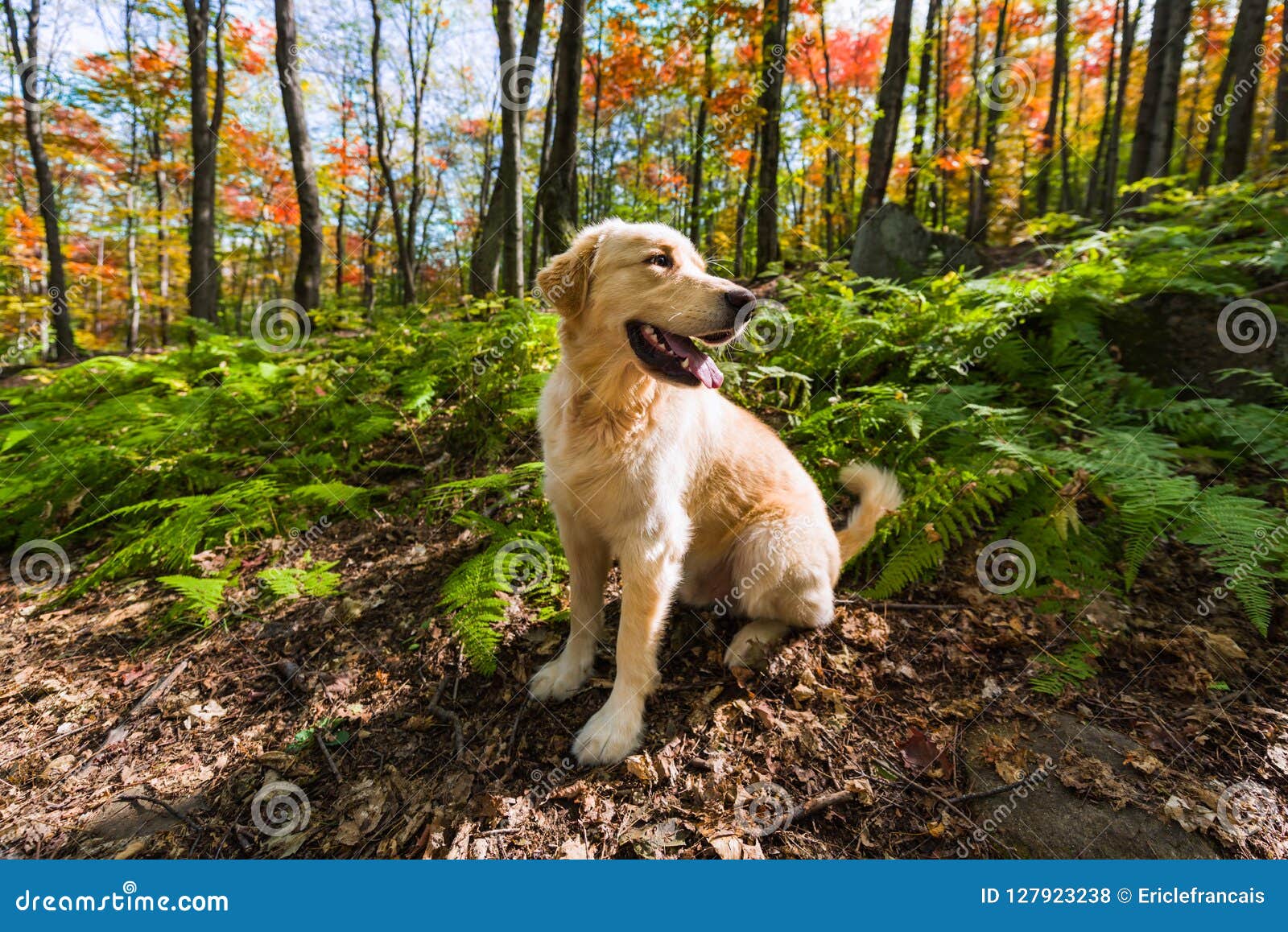 Golden Retriever in fall stock photo. Image of fall - 127923238