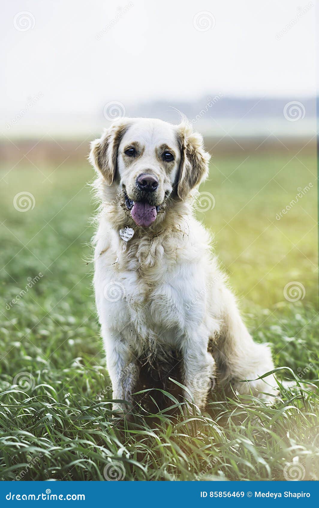 Golden Retriever in the Field Stock Image - Image of active, park: 85856469