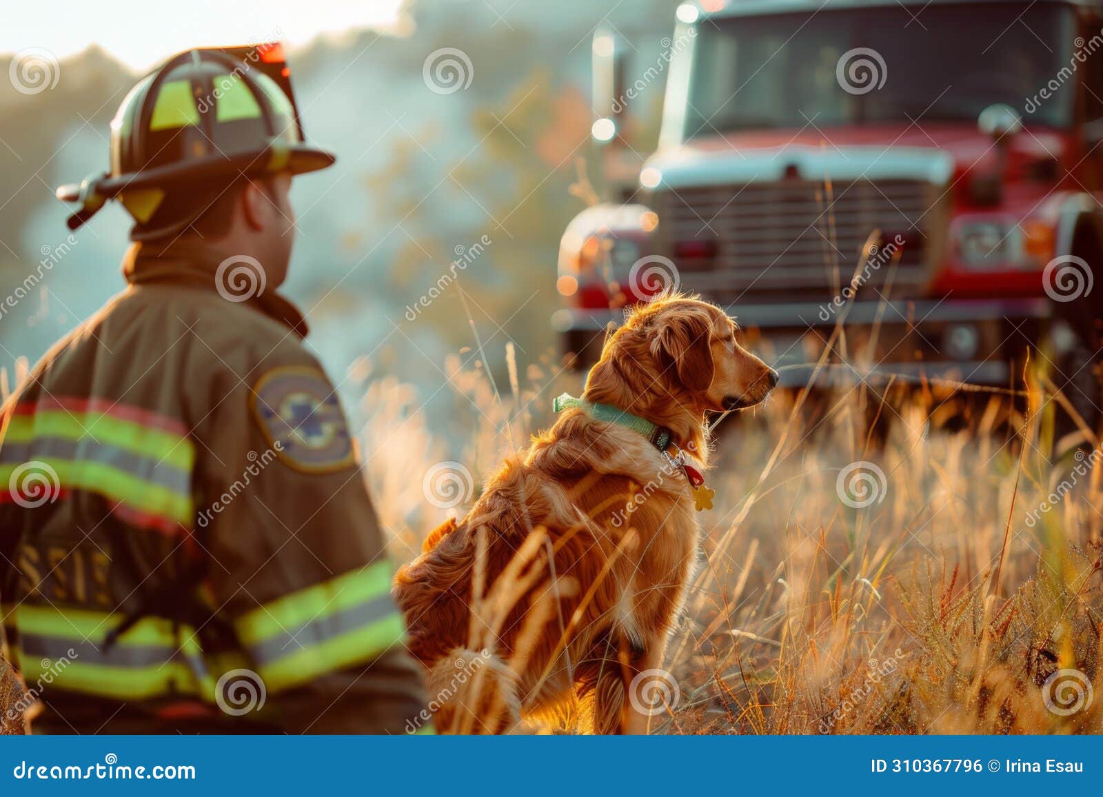 Golden Retriever and Firefighter in Front of Fire Truck Stock Photo ...