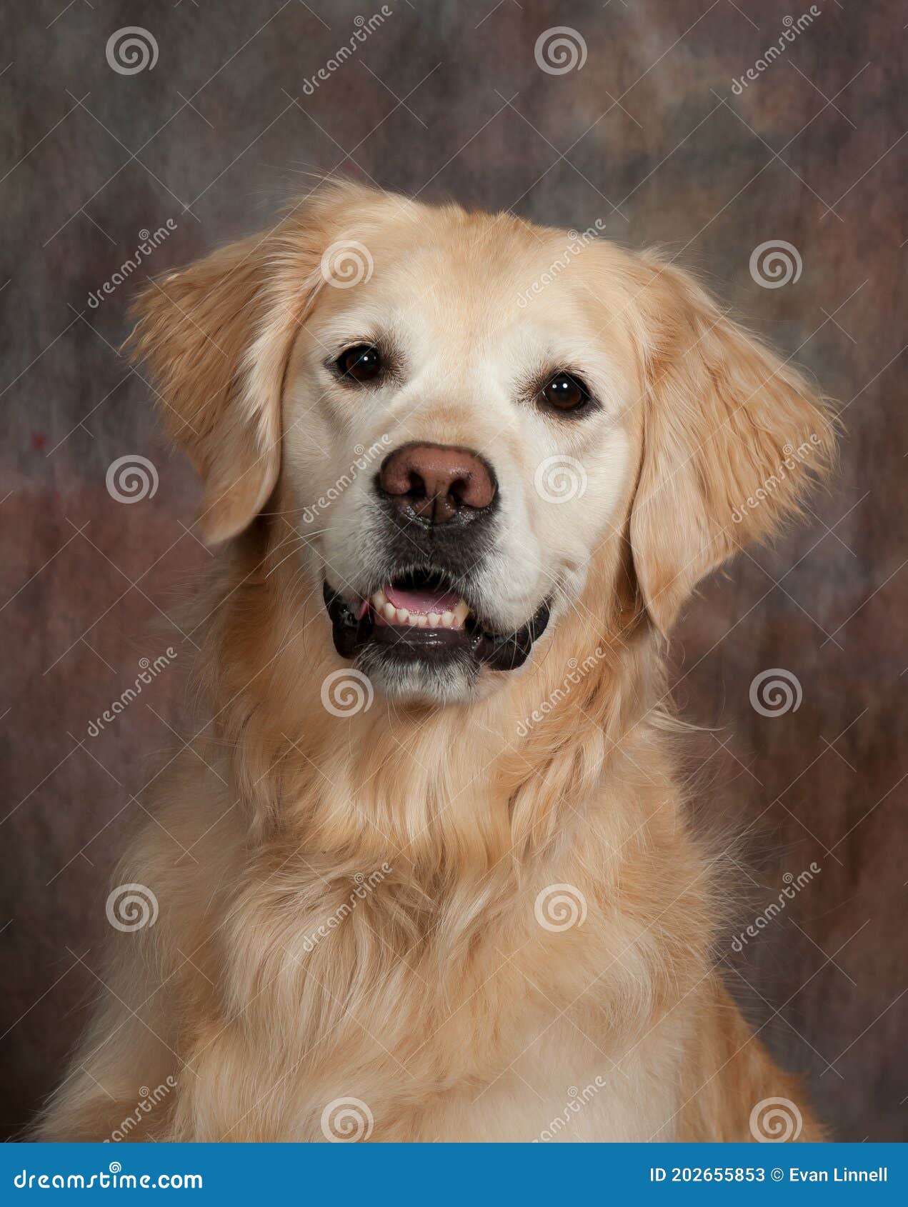 Golden Retriever with a Friendly Smile Looking at the Camera Stock ...