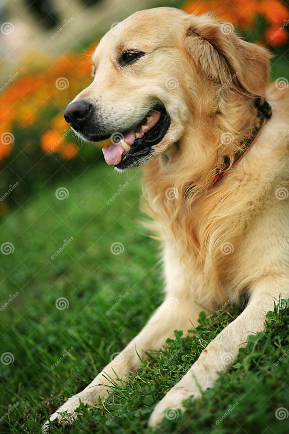 Golden retriever in grass stock image. Image of grass - 10037815
