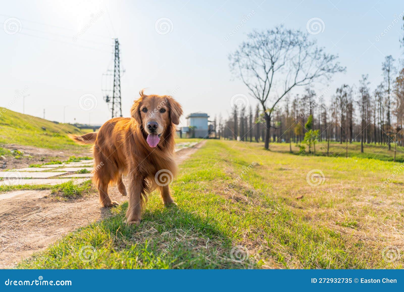 Golden Retriever on the Grass in the Countryside Stock Image - Image of ...