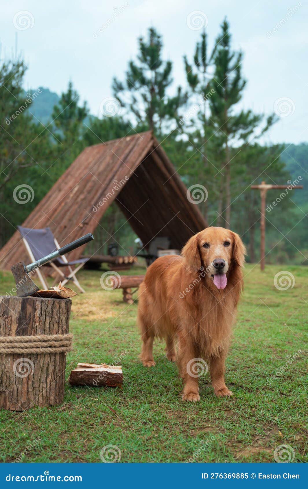 Golden Retriever on the Grass on the Farm Stock Image - Image of lovely ...