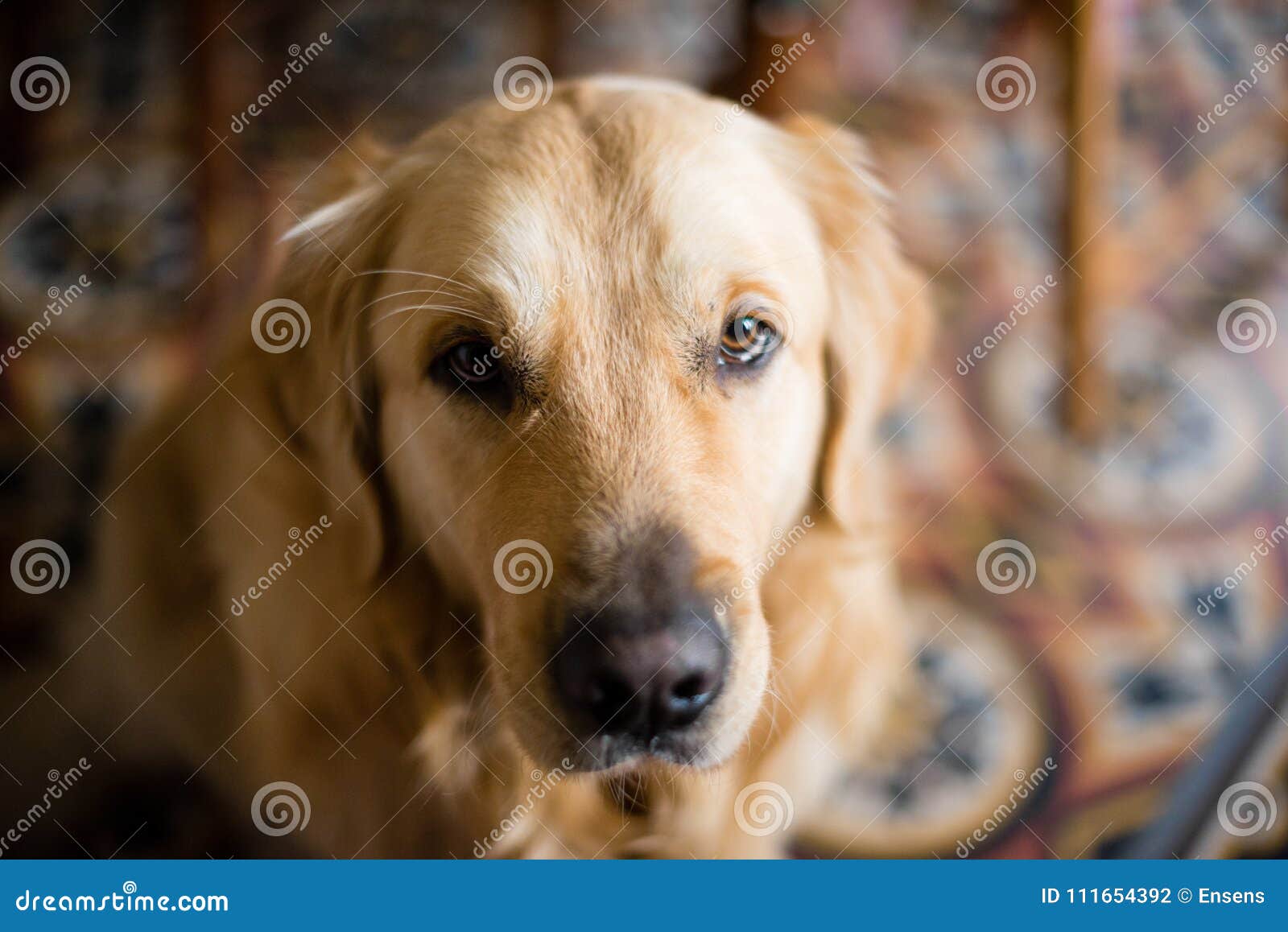 Golden retriever at home stock photo. Image of looking - 111654392