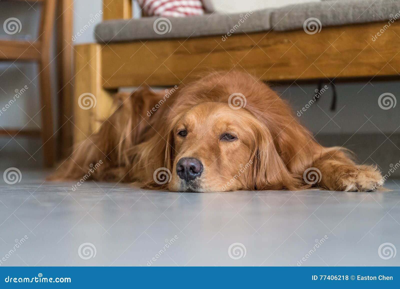The Golden Retriever stock photo. Image of home, purebred - 77406218