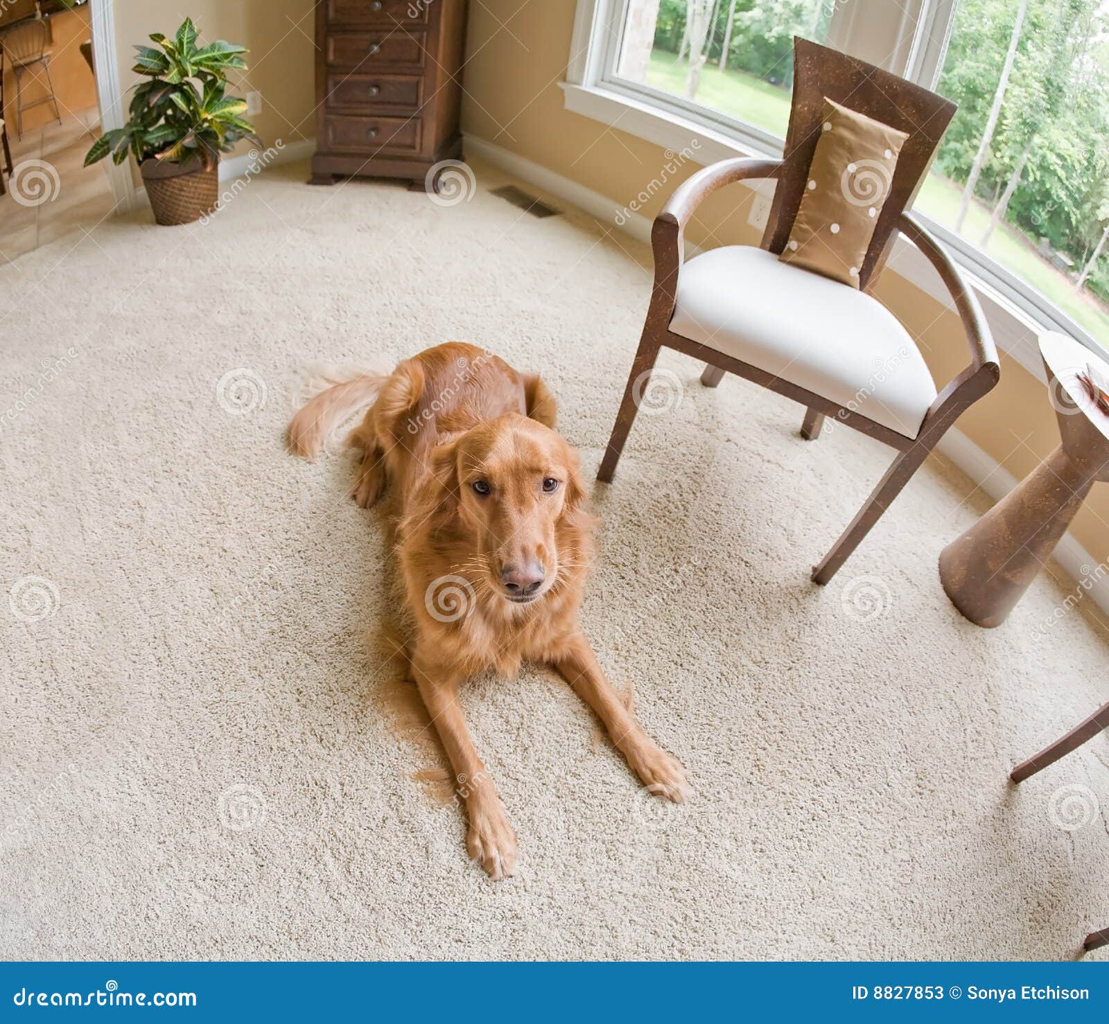 Golden Retriever Inside stock image. Image of domestic - 8827853