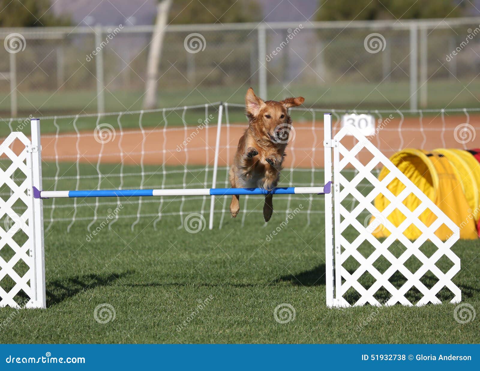 Golden Retriever Jumping in Agility Stock Photo - Image of sweet ...