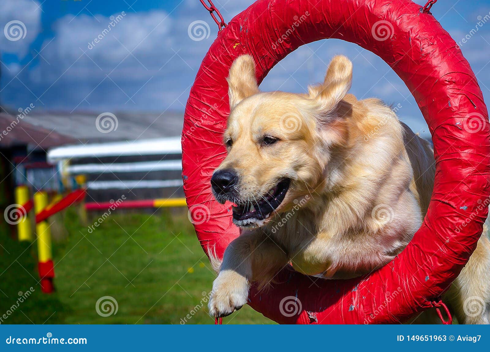 Golden Retriever Jumping through a Tire Stock Image - Image of animal ...