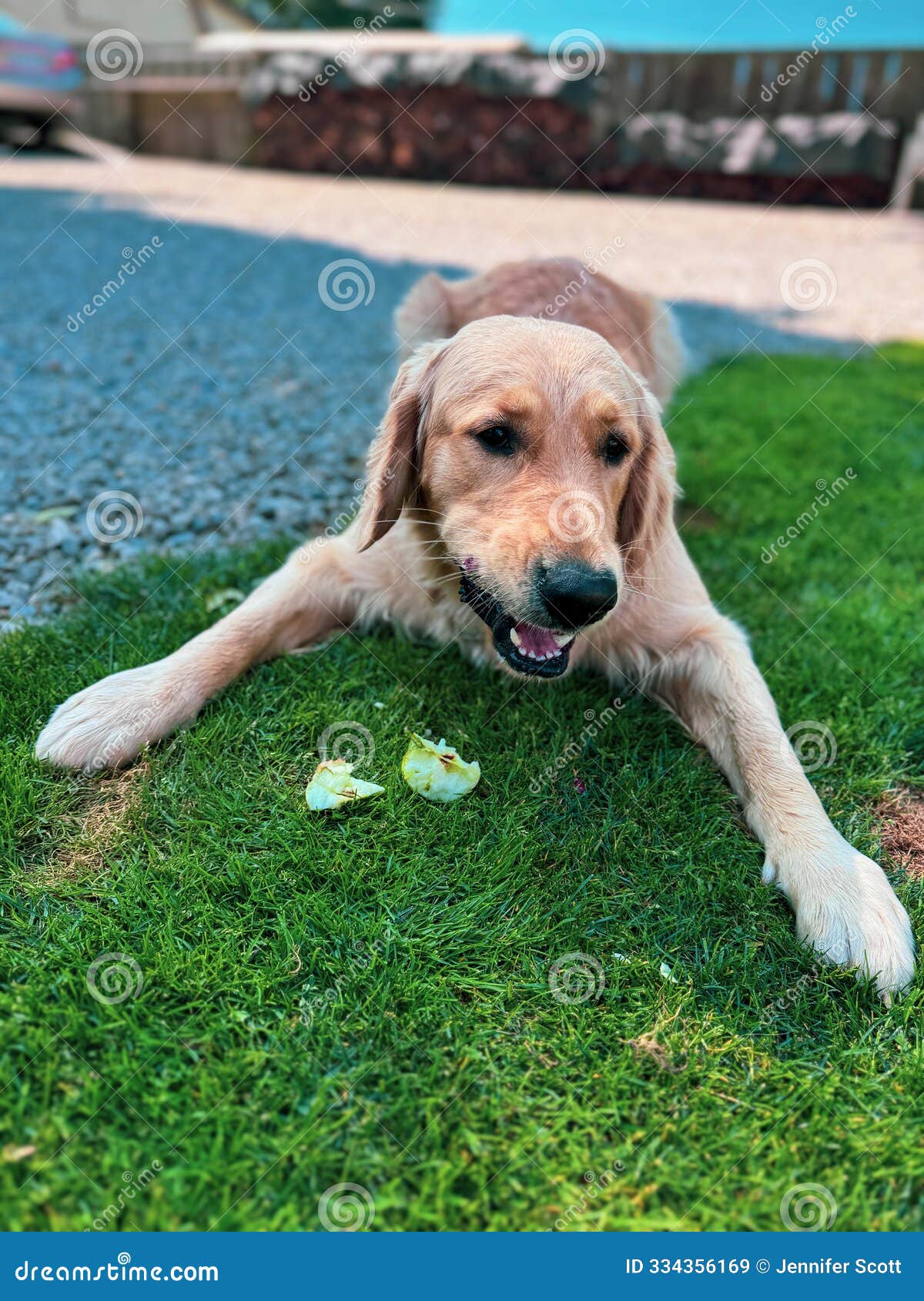Golden Retriever and Lab Mix Eating an Apple Stock Image - Image of ...