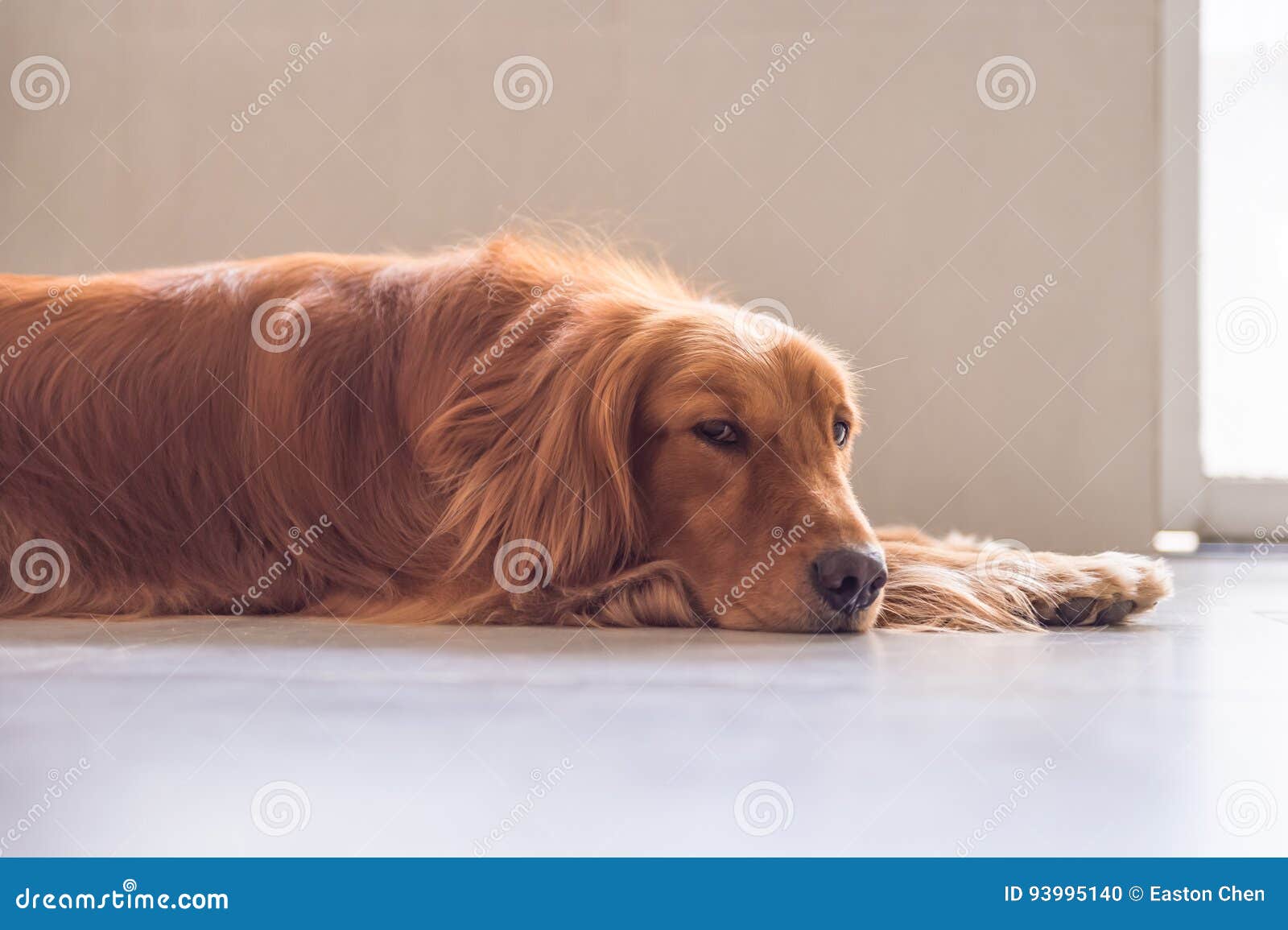 The Golden Retriever Lay Prone on the Ground Stock Photo - Image of ...