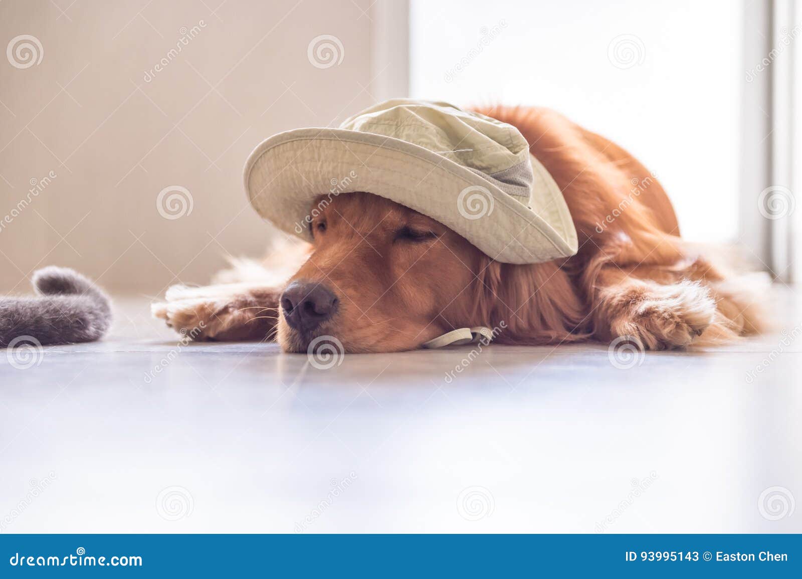 The Golden Retriever Lay Prone on the Ground Stock Image - Image of ...