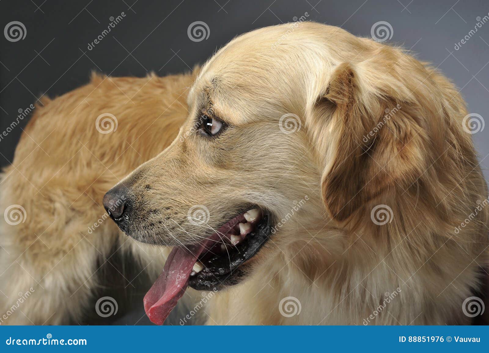 Golden Retriever Looking Back in a Grey Studio Stock Photo - Image of ...