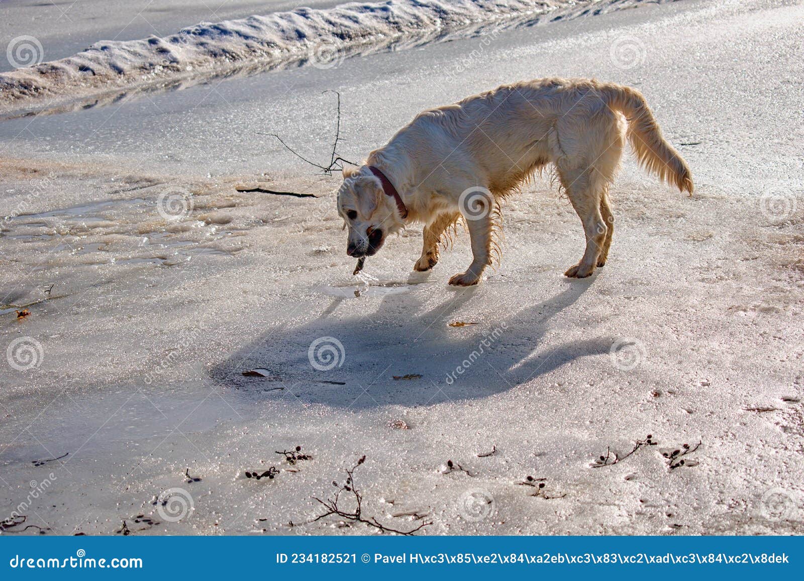 Golden Retriever Loving Golden Dog Stock Image - Image of coast ... Golden Retriever Loving Golden Dog Stock Image - Image of coast ...