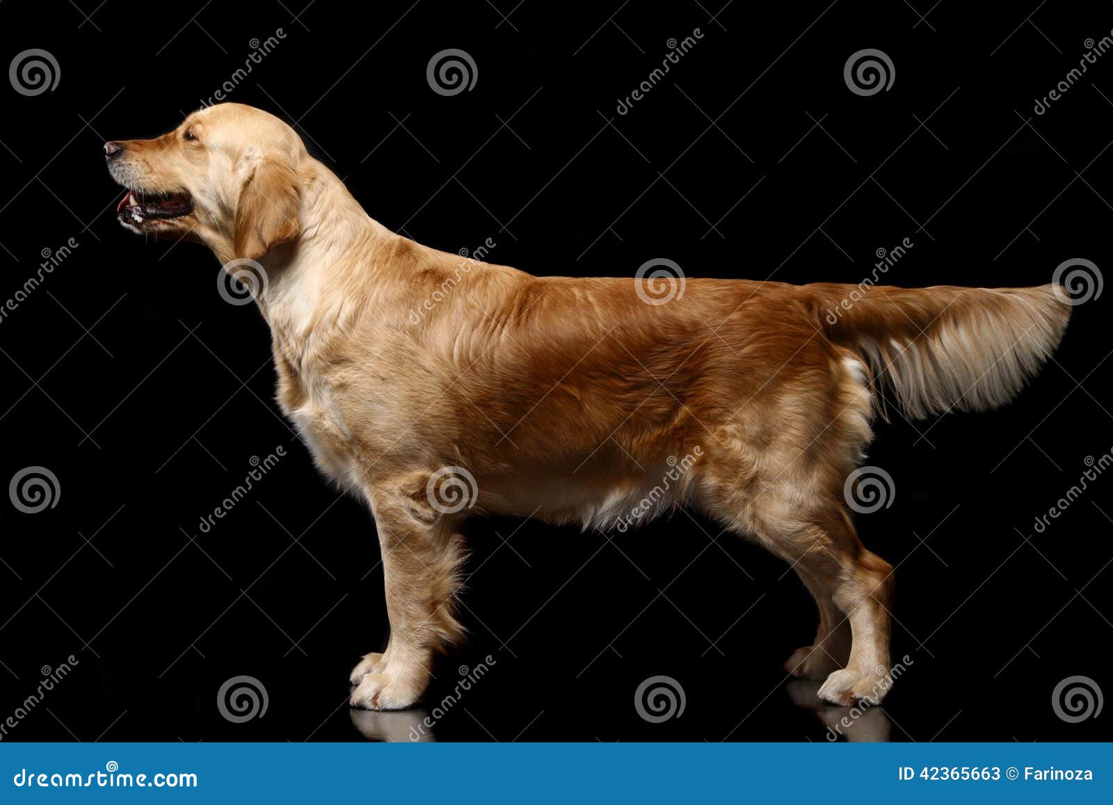 Golden retriever no preto imagem de stock. Imagem de detalhe - 42365663