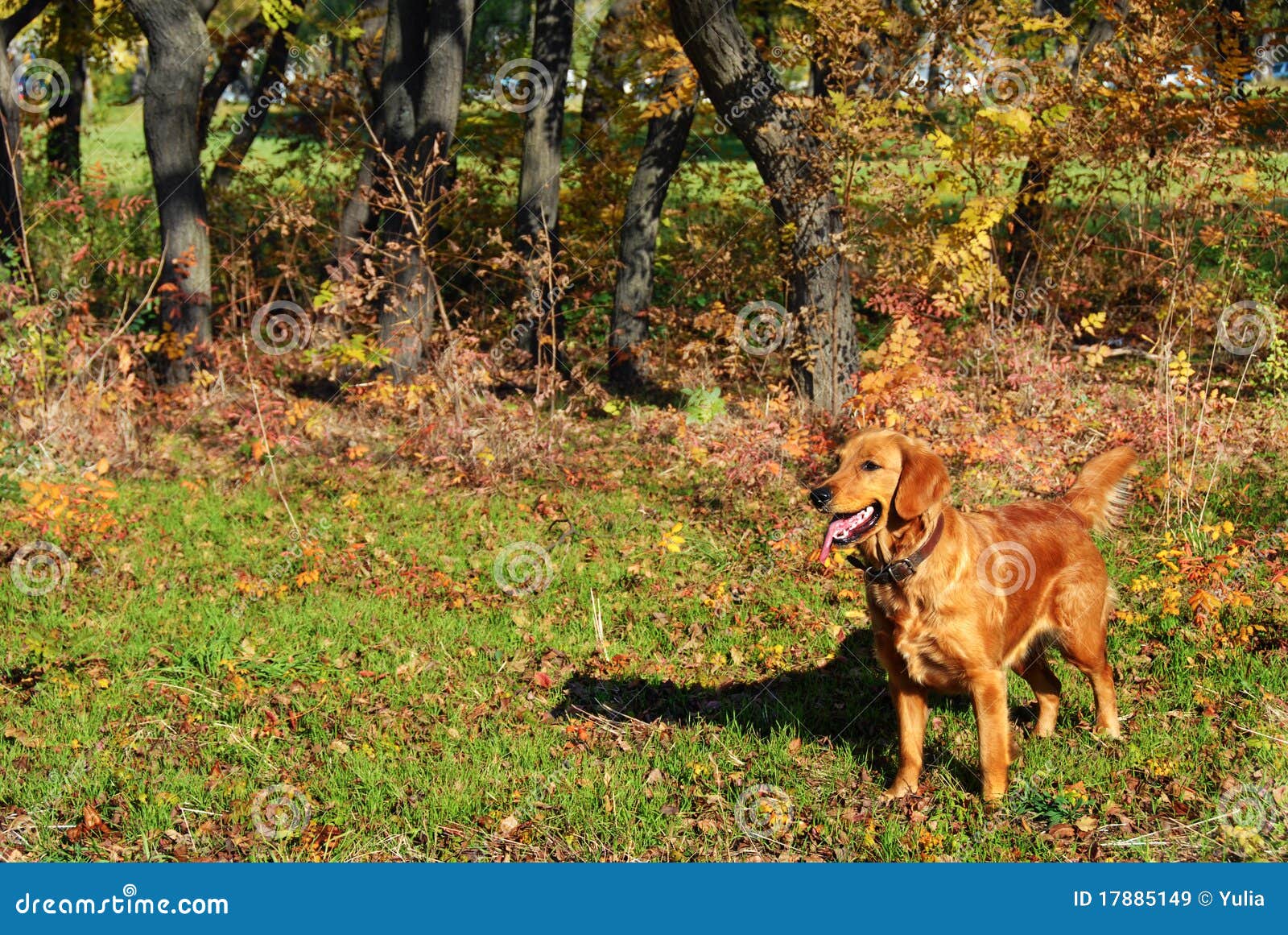 Golden retriever outdoor stock image. Image of friend - 17885149