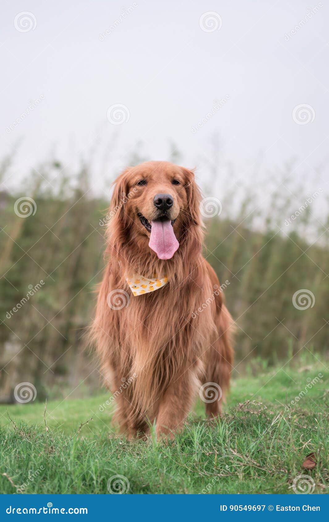 The Golden Retriever in the Outdoor on the Grass Stock Image - Image of ...