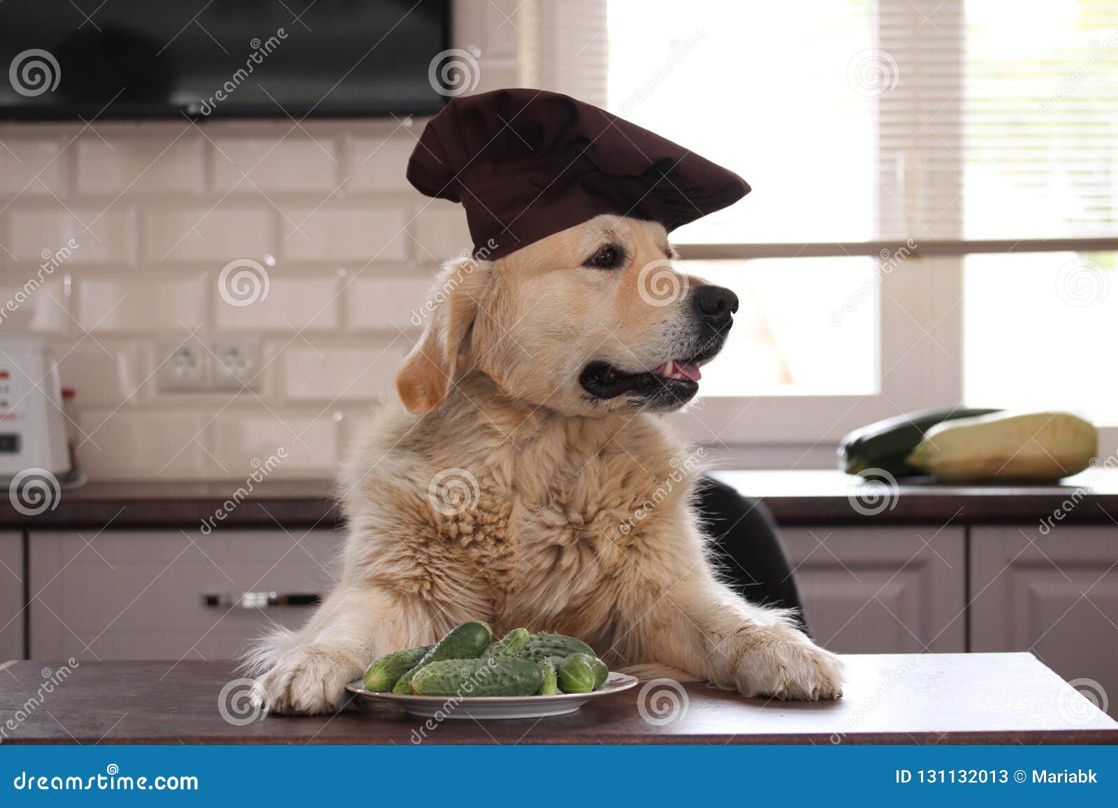 Golden Retriever with Plate of Cucumbers. Stock Image - Image of farmer ...