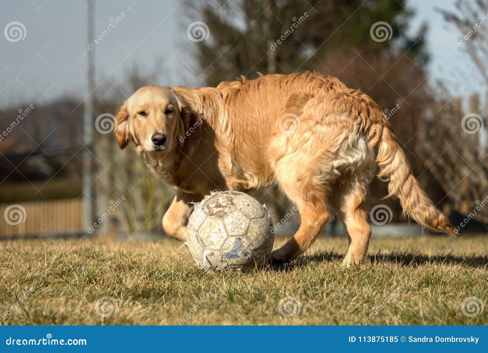 A Golden Retriever is Playing Outside in the Garden Stock Image - Image ...