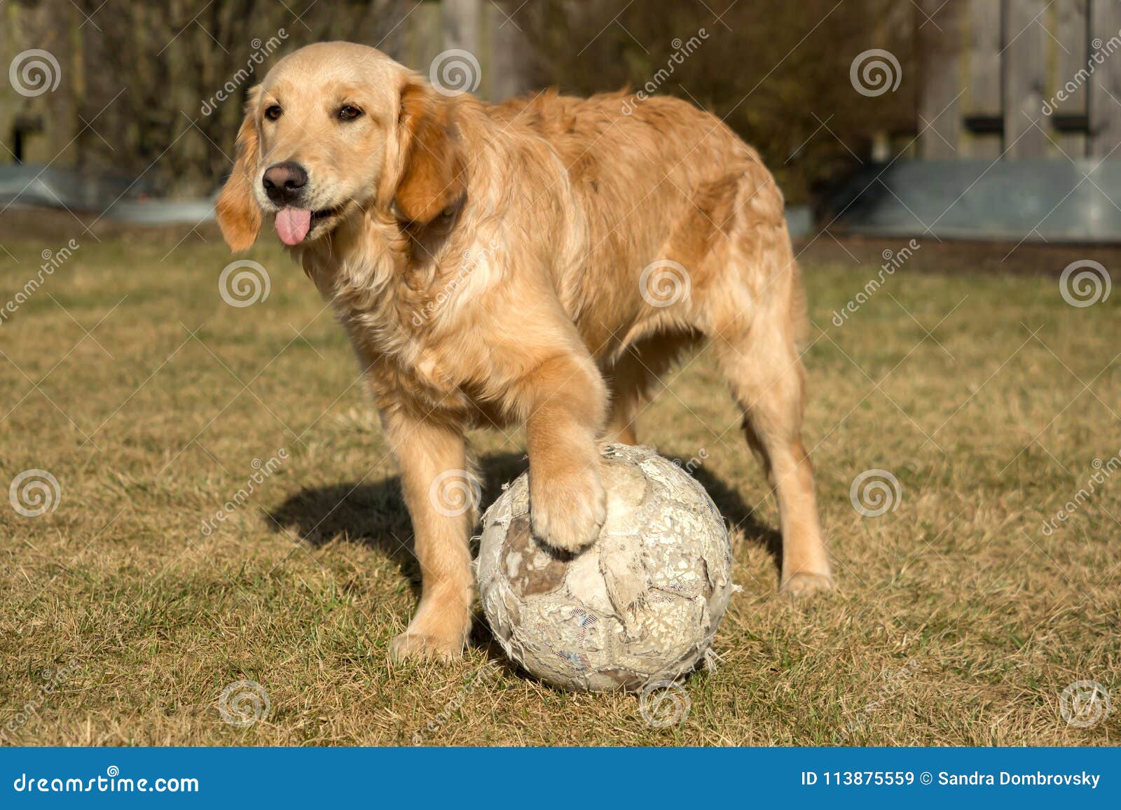 A Golden Retriever is Playing Outside in the Garden Stock Image - Image ...