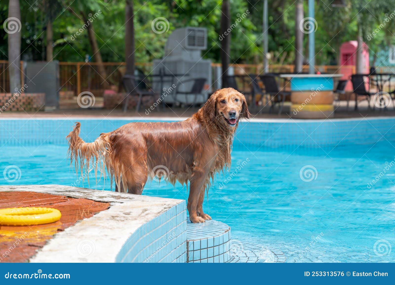 Golden Retriever Playing in the Pool Stock Photo - Image of golden ...