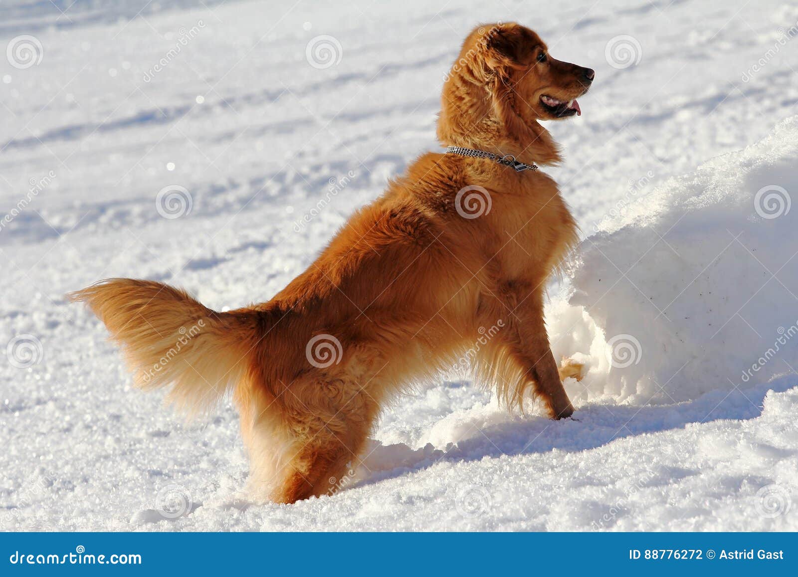 Golden Retriever Plays in Winter in the Snow Stock Photo - Image of ...