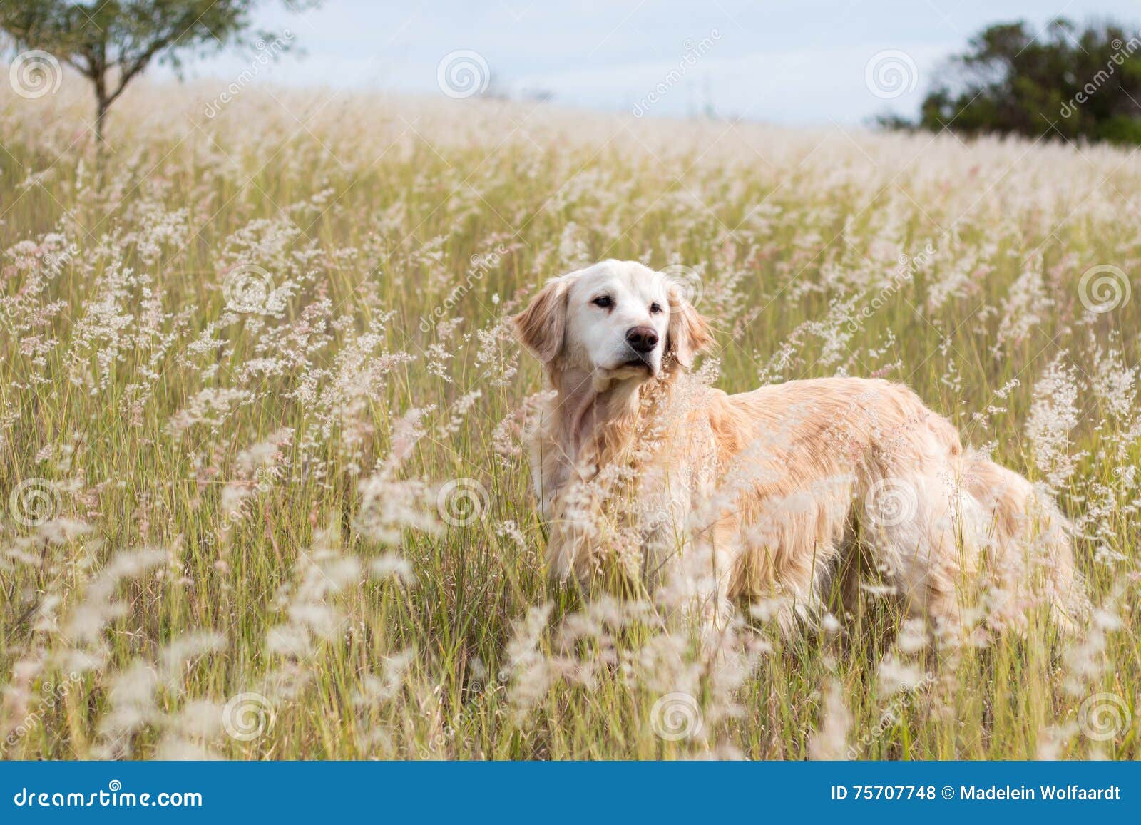 Golden retriever stock photo. Image of dogs, field, pets - 75707748